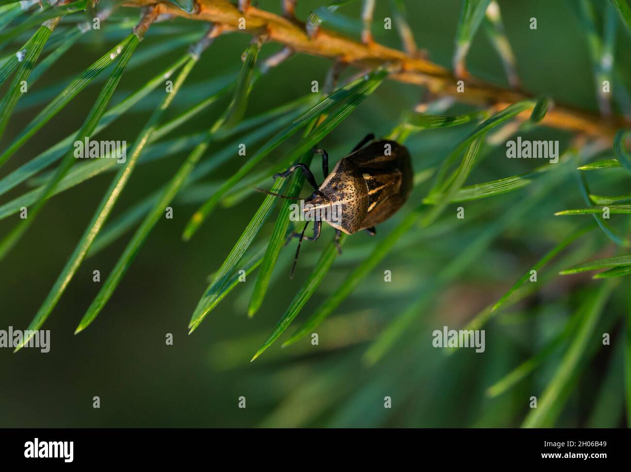 Predatory stink bug (Jalla dumosa Stock Photo - Alamy