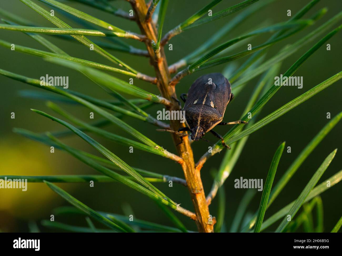 Predatory stink bug (Jalla dumosa Stock Photo - Alamy