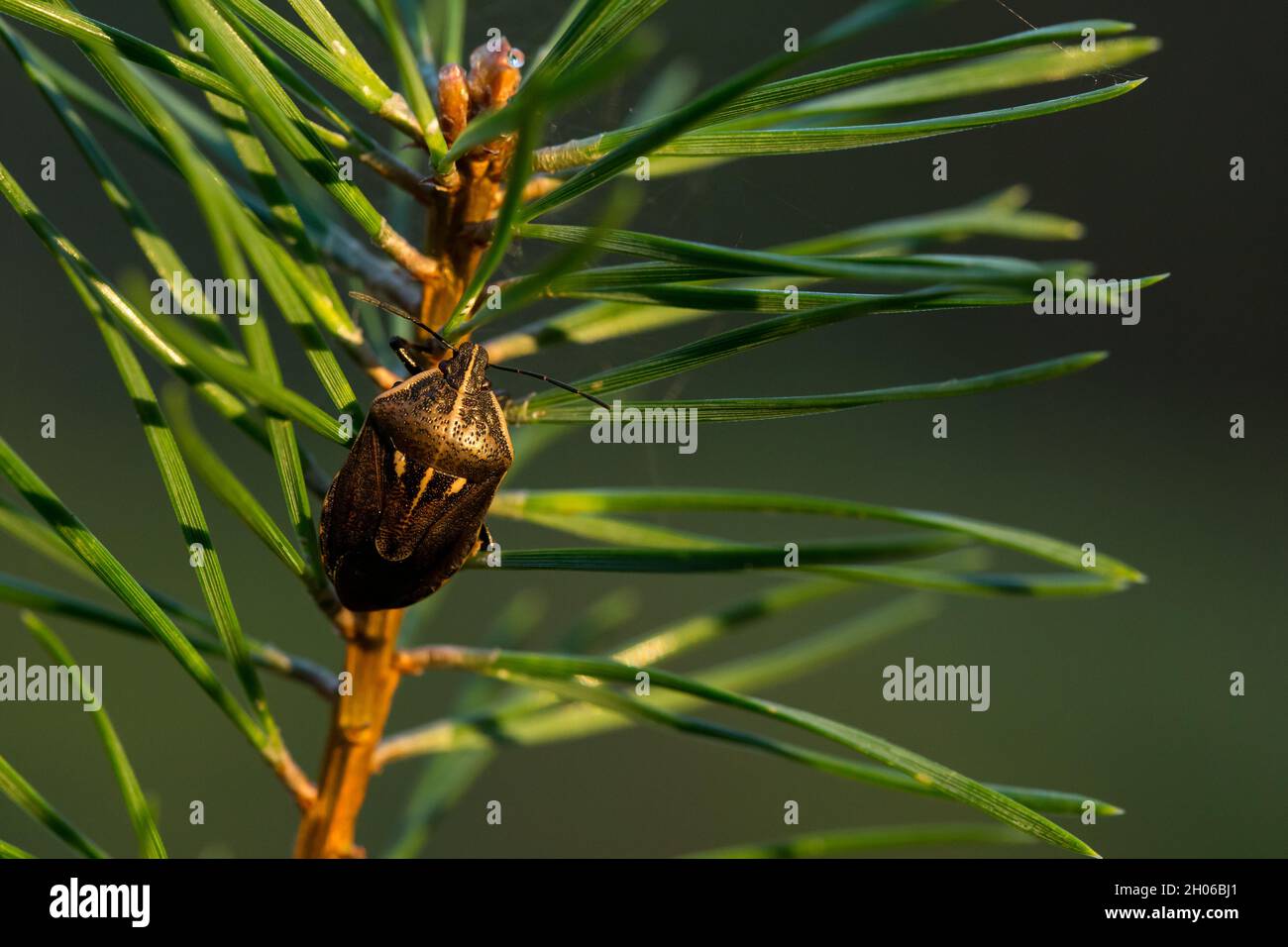 Predatory stink bug (Jalla dumosa Stock Photo - Alamy
