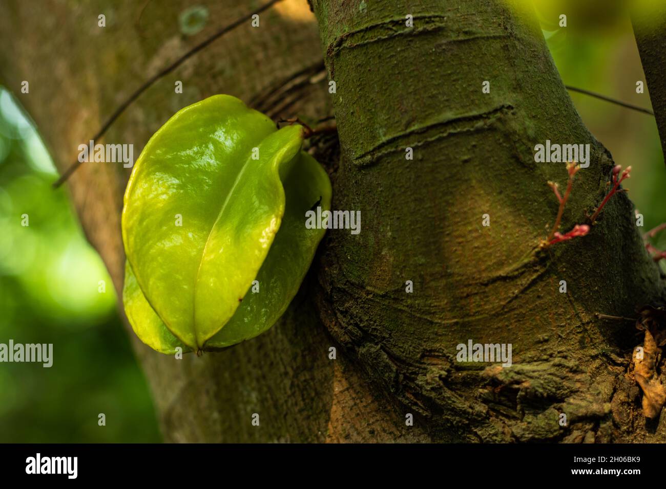 Star fruit tree flower hi-res stock photography and images - Alamy