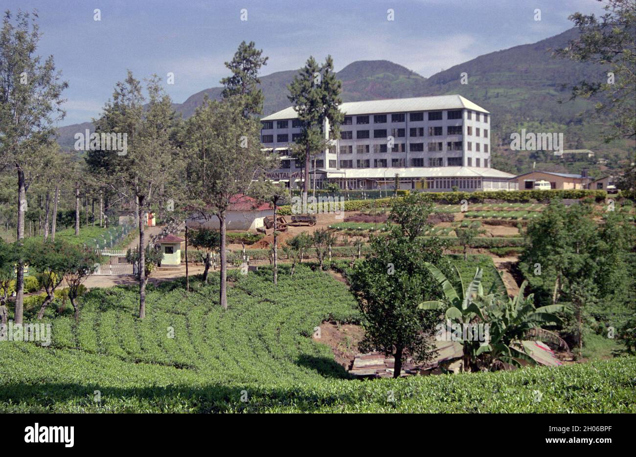 SRI LANKA: BOGAWANTALAWA Tea Estate seen from the Tea Trail by tourists ...