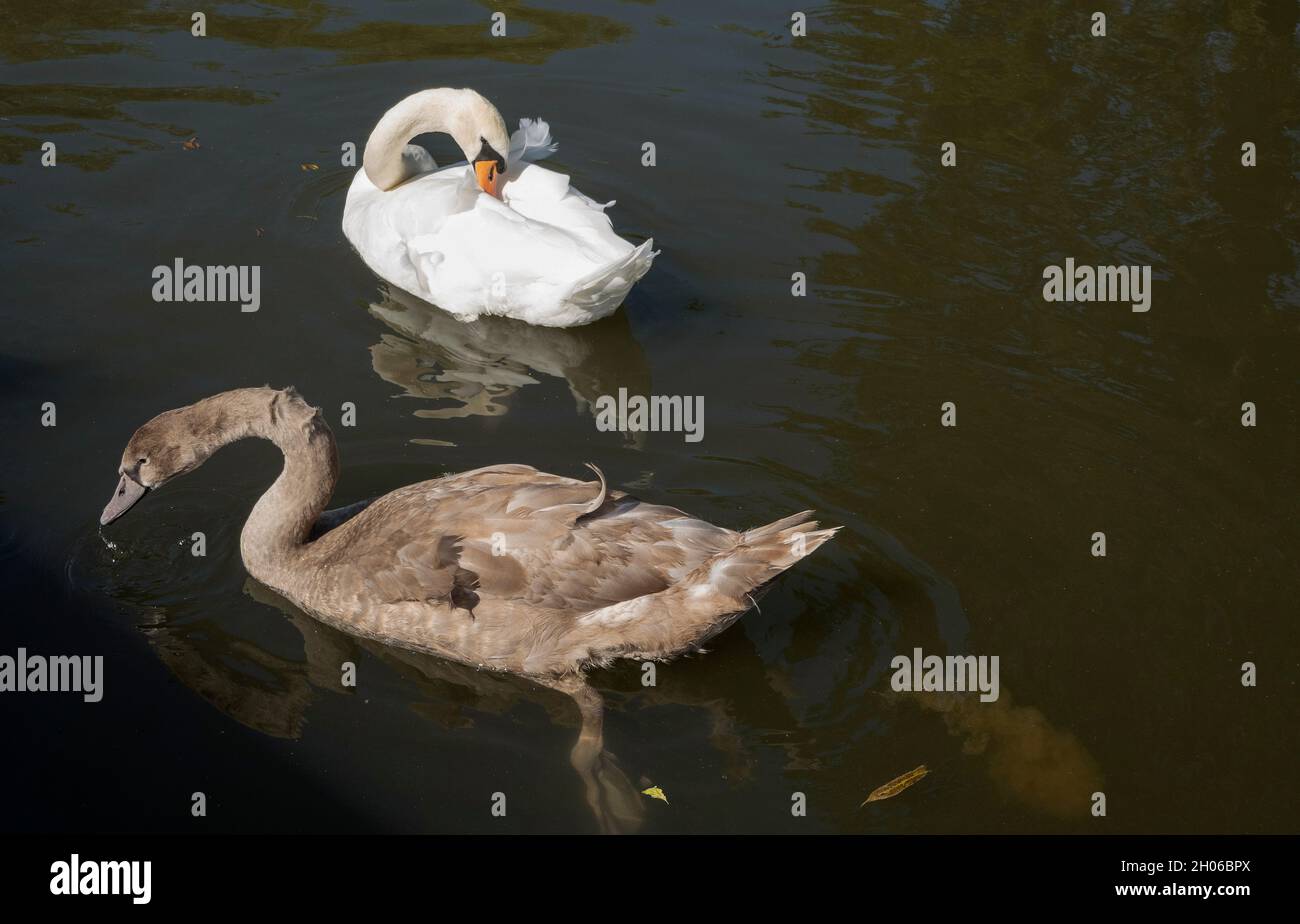 England, UK. 2021. Overview of an adult swan with a young signet on an ...