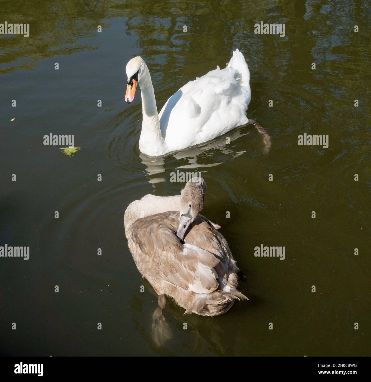 England, UK. 2021. Overview of an adult swan with a young signet on an ...