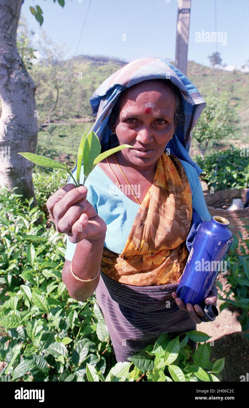 SRI LANKA: Portrait of a woman tea picker: Women tea pickers gather ...