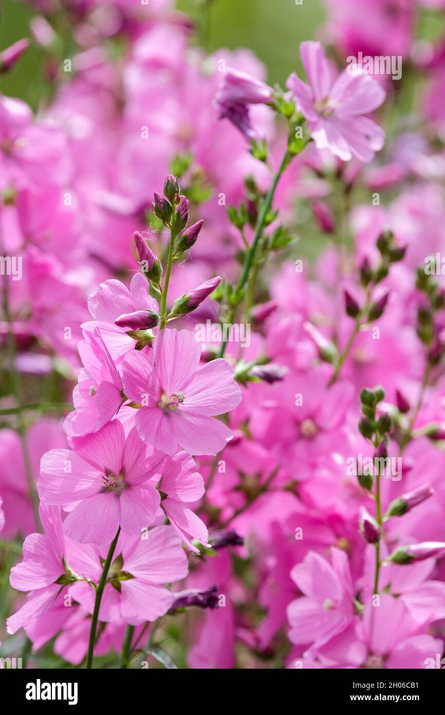 Large candy pink flowers of Sidalcea 'Sussex Beauty'. Prairie Mallow ...