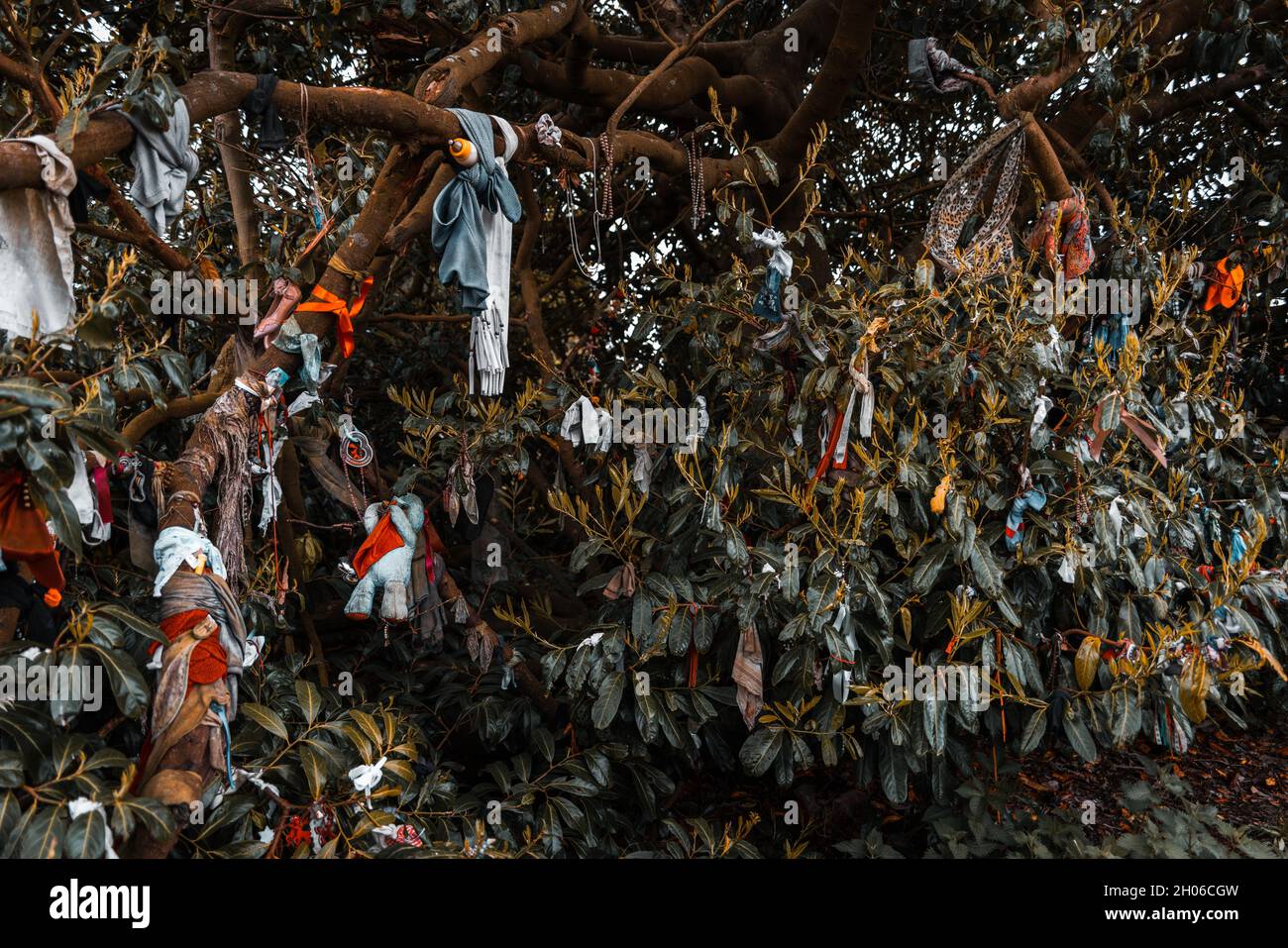 Clootie tree hi-res stock photography and images - Alamy