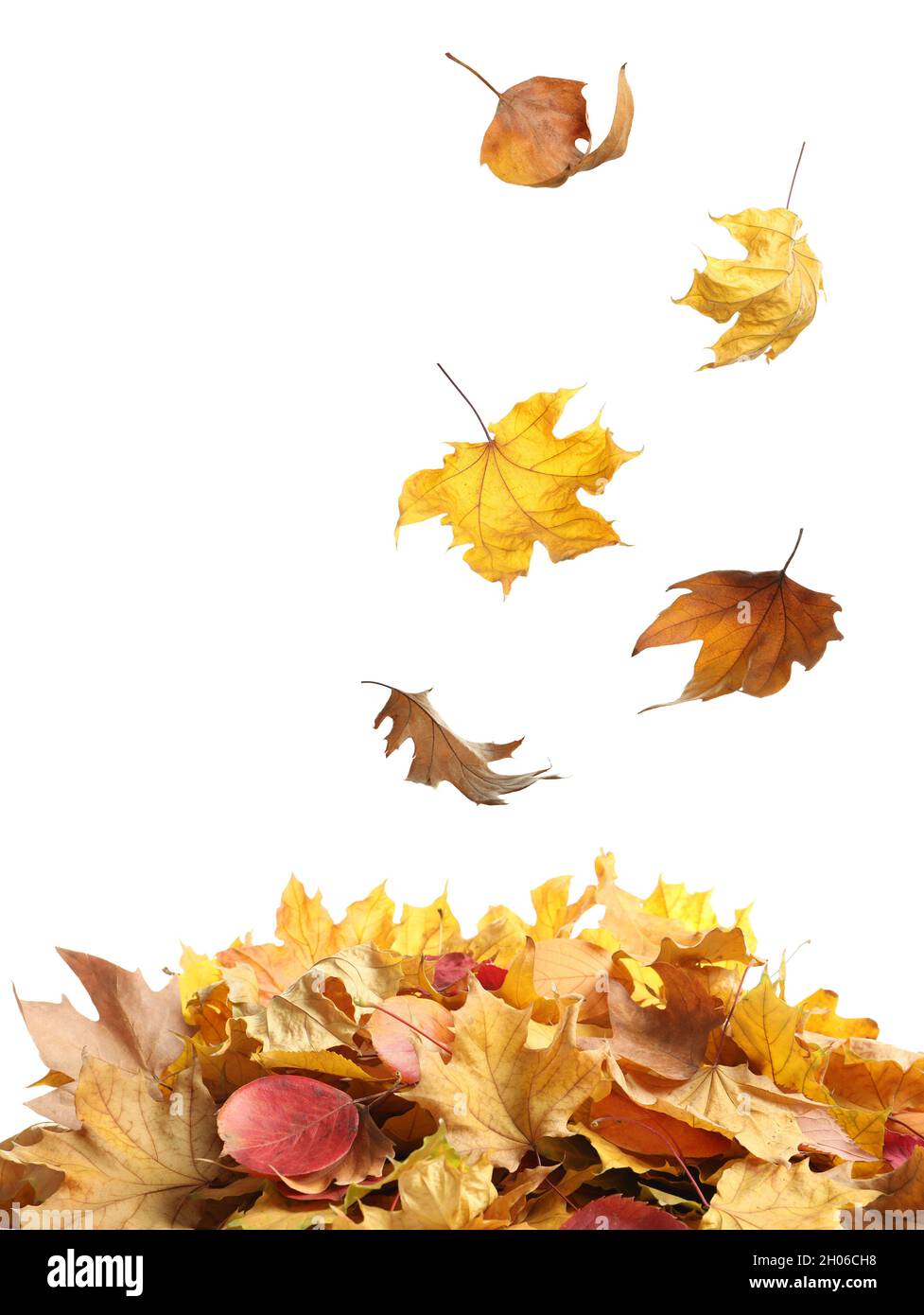 Autumn leaves falling onto heap against white background Stock Photo ...