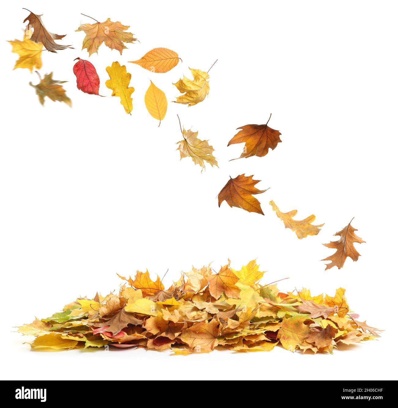 Autumn leaves falling onto heap against white background Stock Photo ...