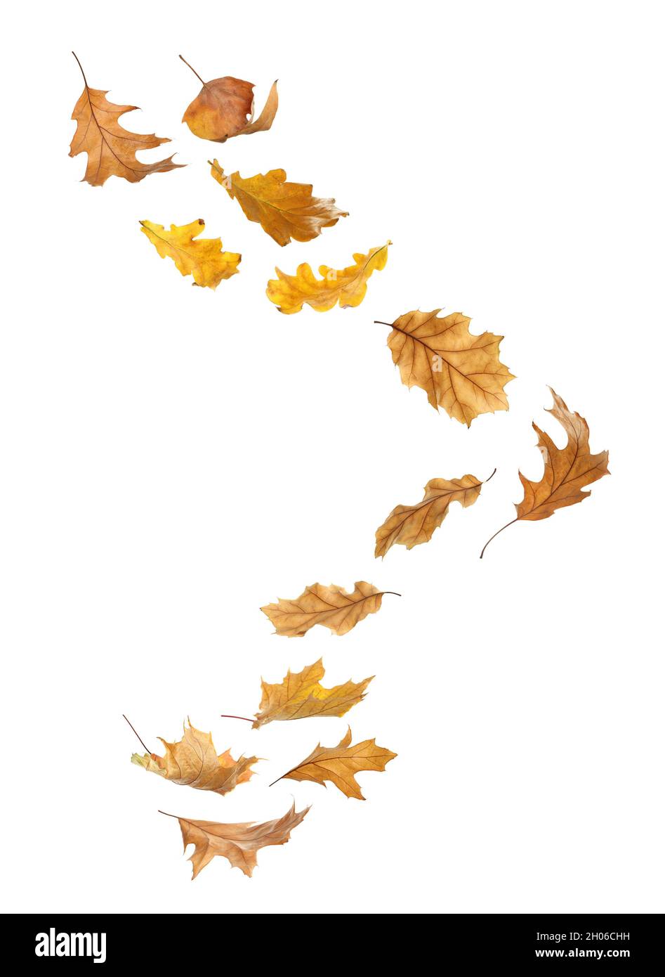 Beautiful autumn leaves falling on white background Stock Photo - Alamy