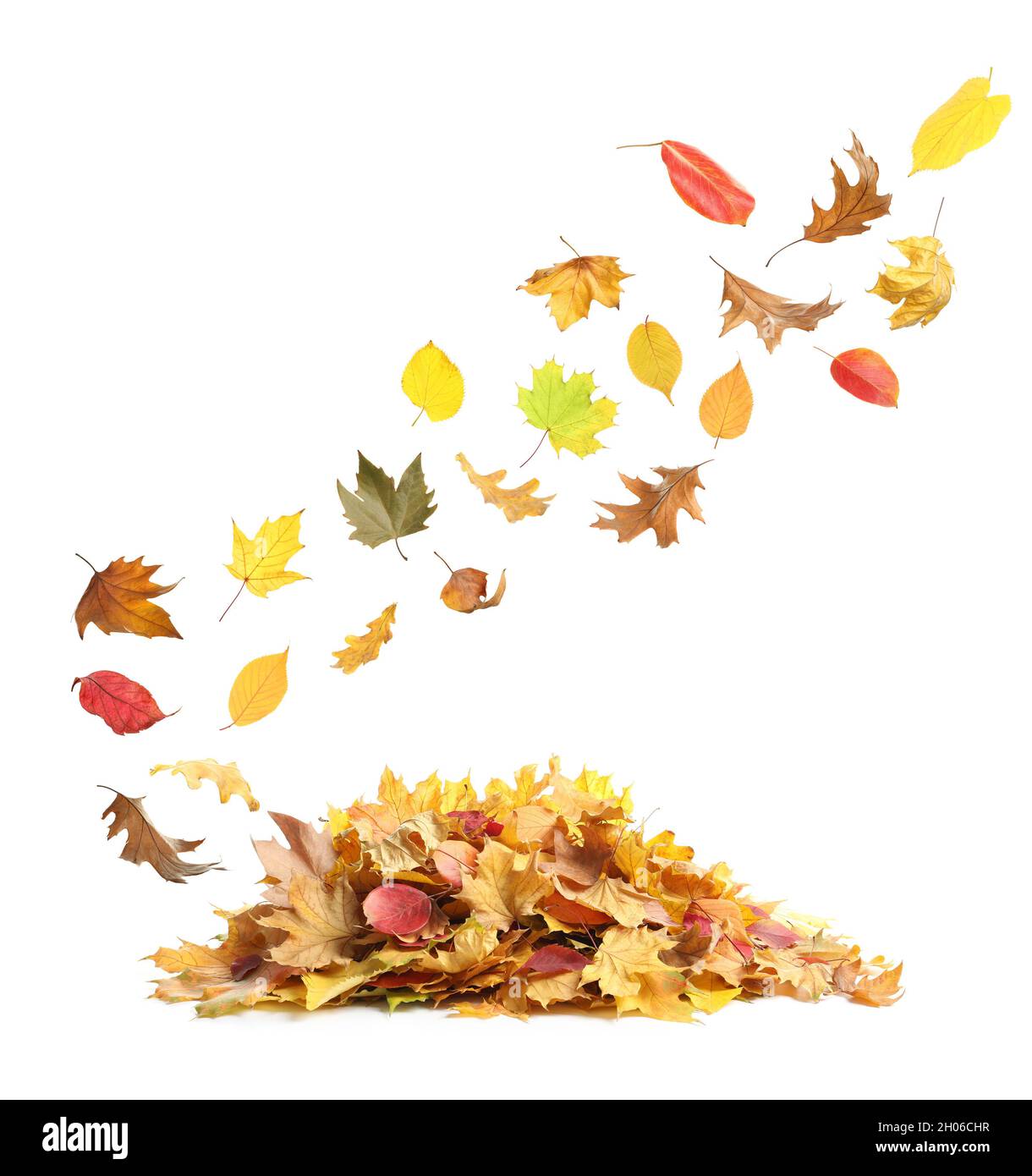 Autumn leaves falling onto heap against white background Stock Photo ...