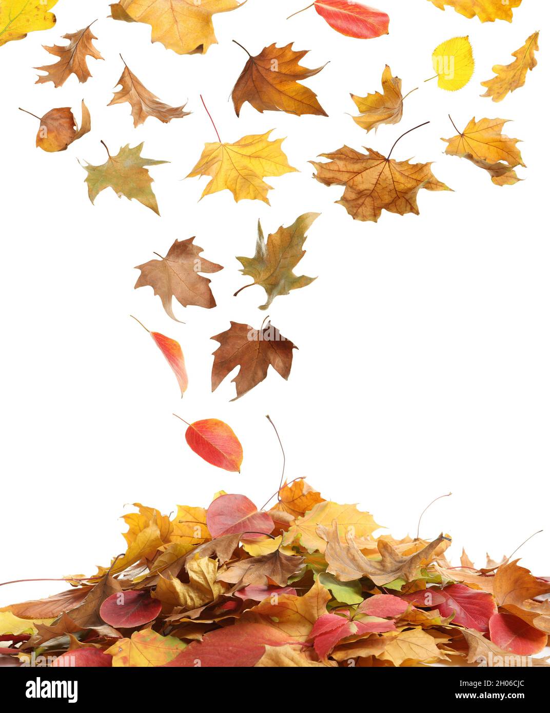 Autumn leaves falling onto heap against white background Stock Photo ...