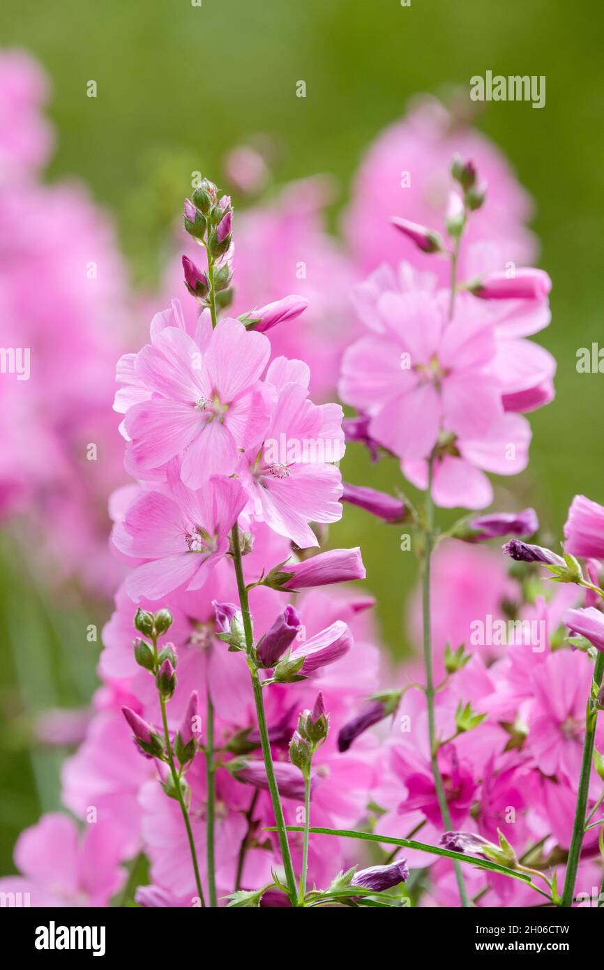 Large candy pink flowers of Sidalcea 'Sussex Beauty'. Prairie Mallow ...