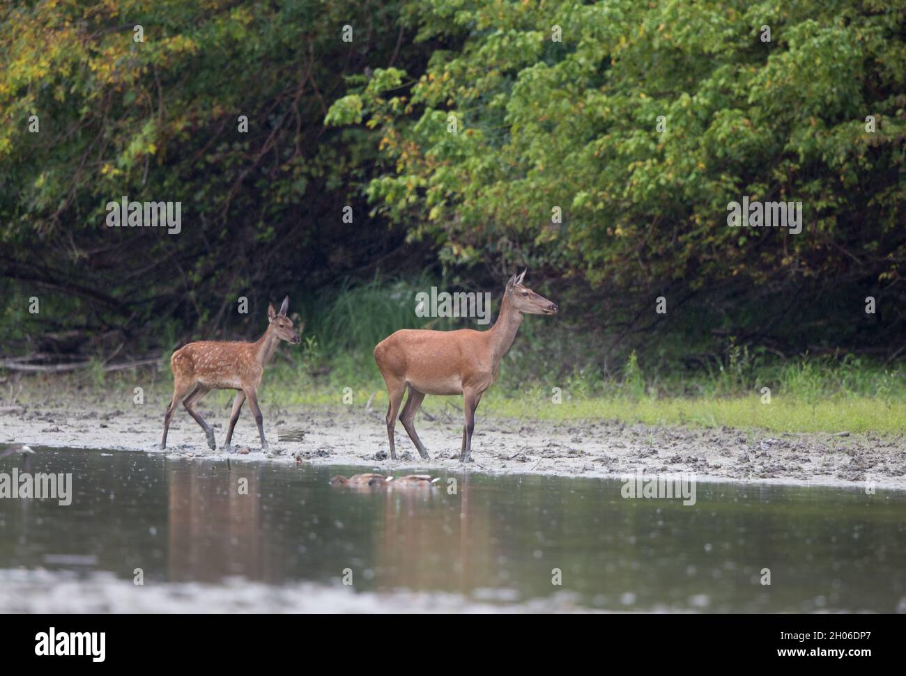 Hind (red deer female) with fawn walking beside river in forest ...