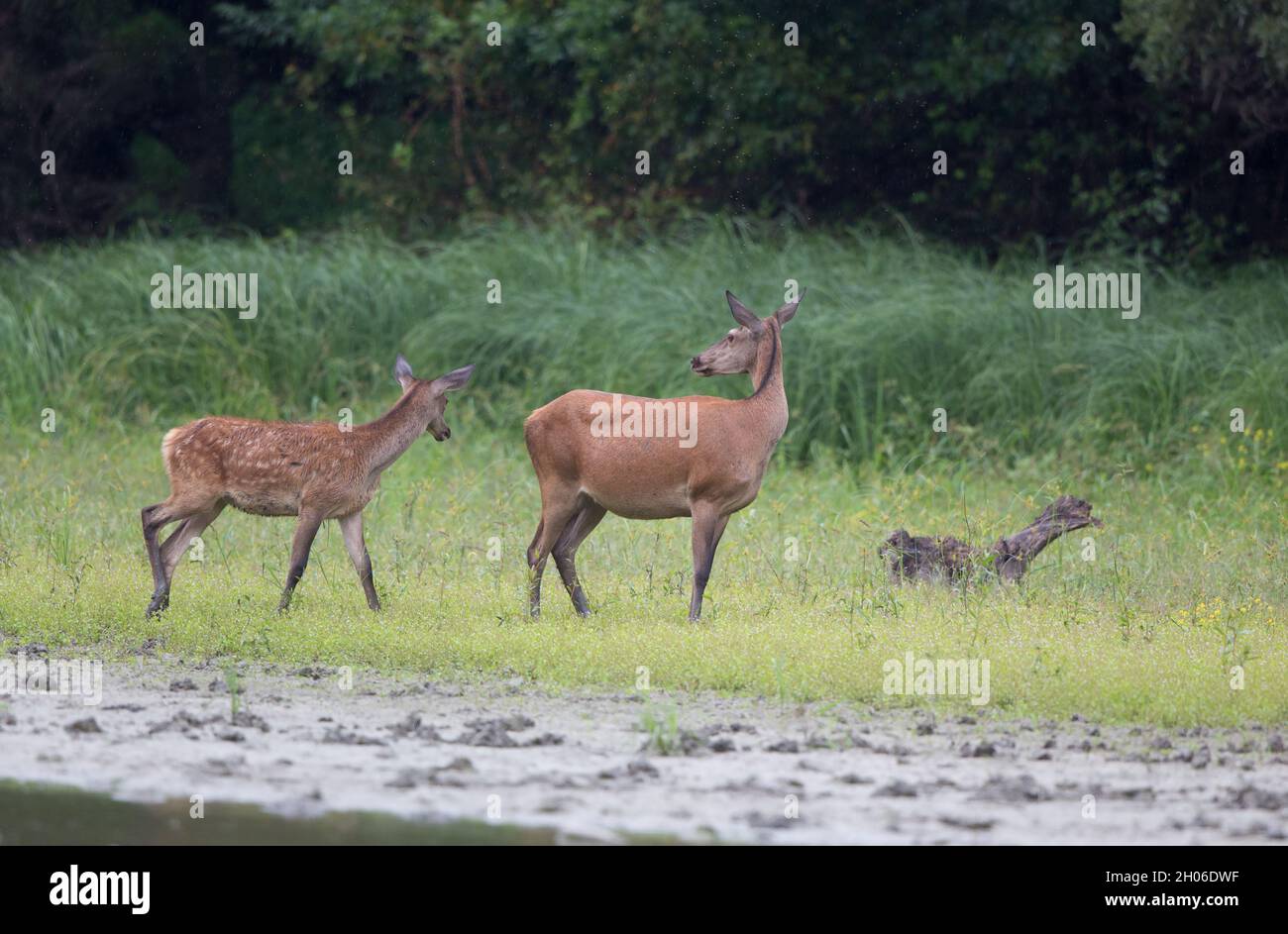 Hind (red deer female) with fawn walking beside river in forest ...
