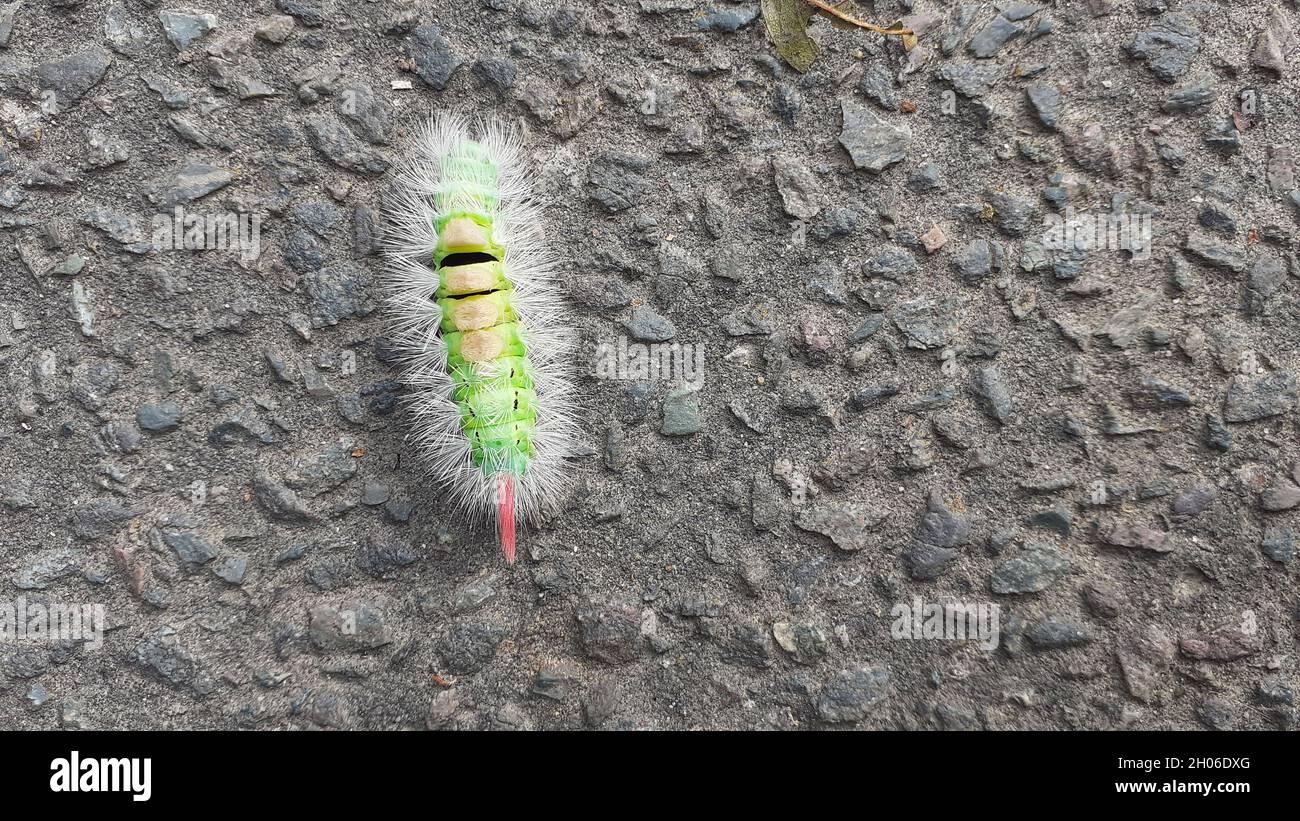 Pale tussock moth caterpillar (Calliteara pudibunda) bright green black ...
