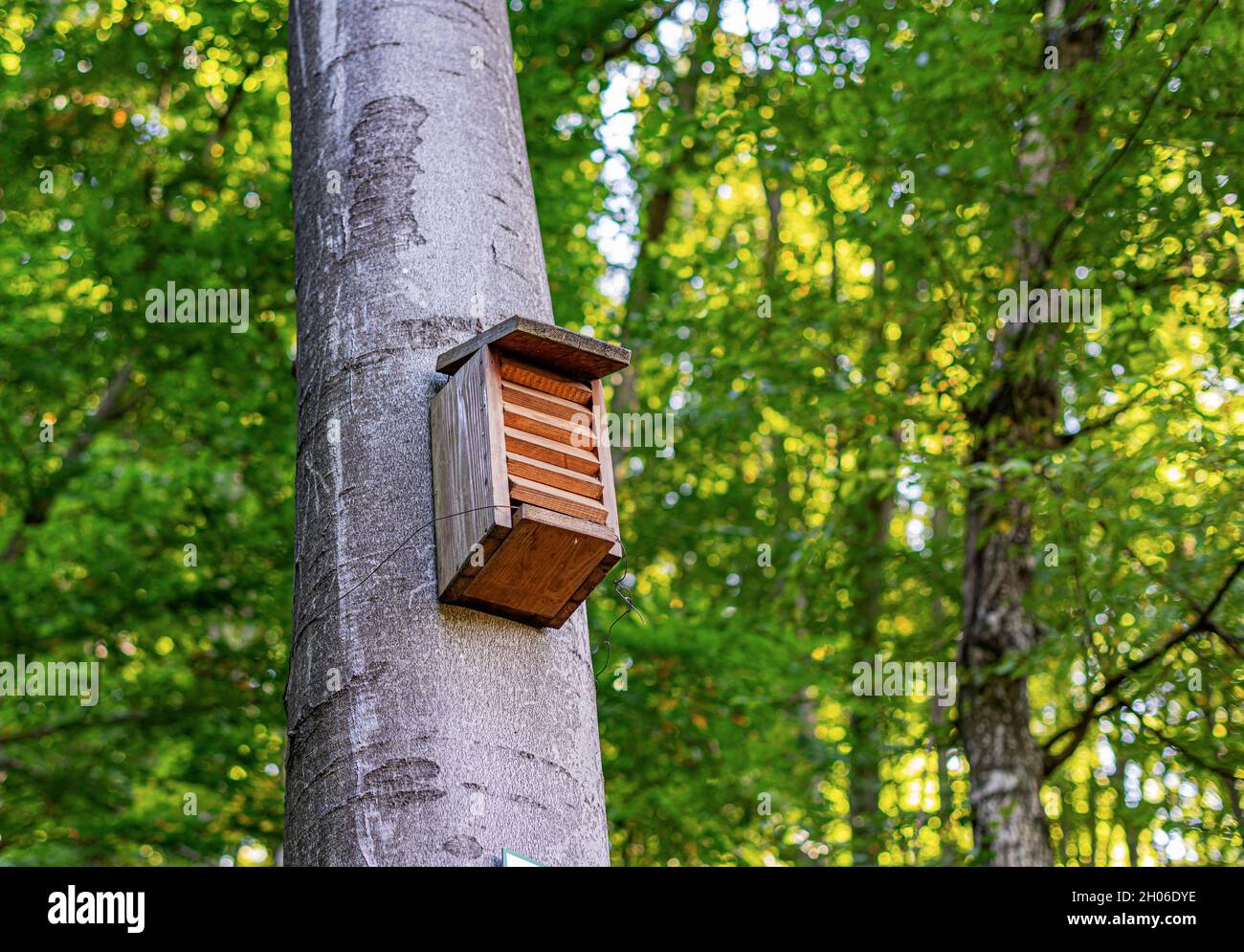Feeder for bats Stock Photo - Alamy