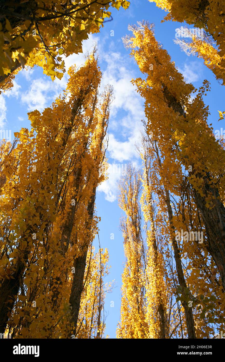Beautiful view from autumn treetops hi-res stock photography and images ...