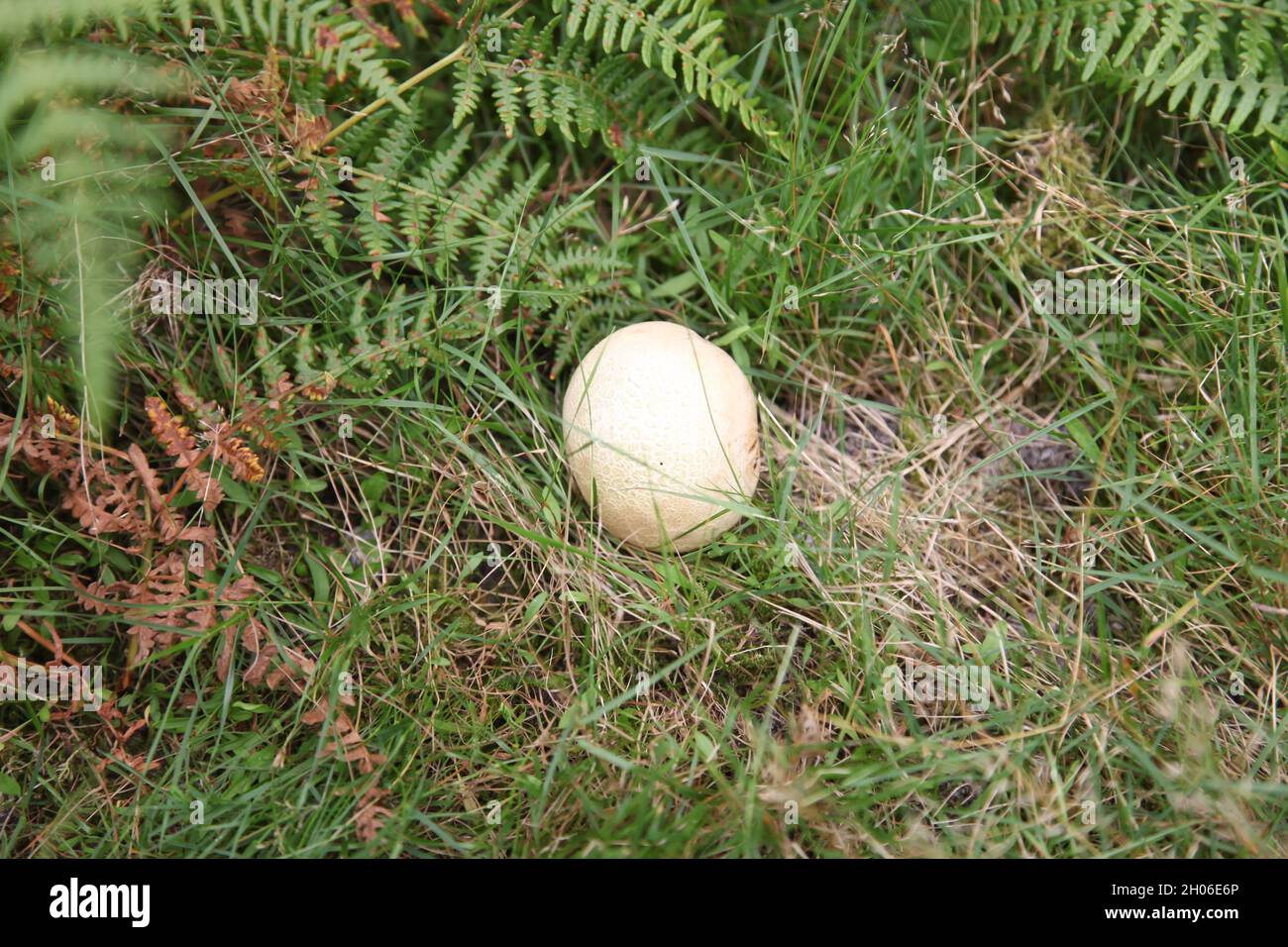 Species of the puffball family hi-res stock photography and images - Alamy