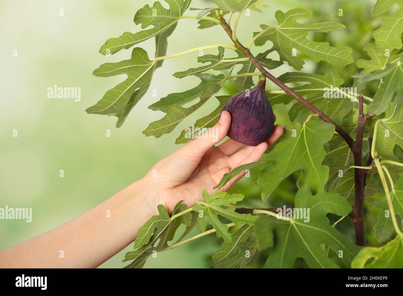 Woman picking ripe fruit from fig tree on blurred background, closeup ...