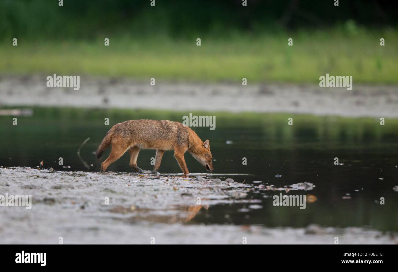 Golden jackal (canis aureus) standing beside river. Wildlife in natural habitat Stock Photo - Alamy