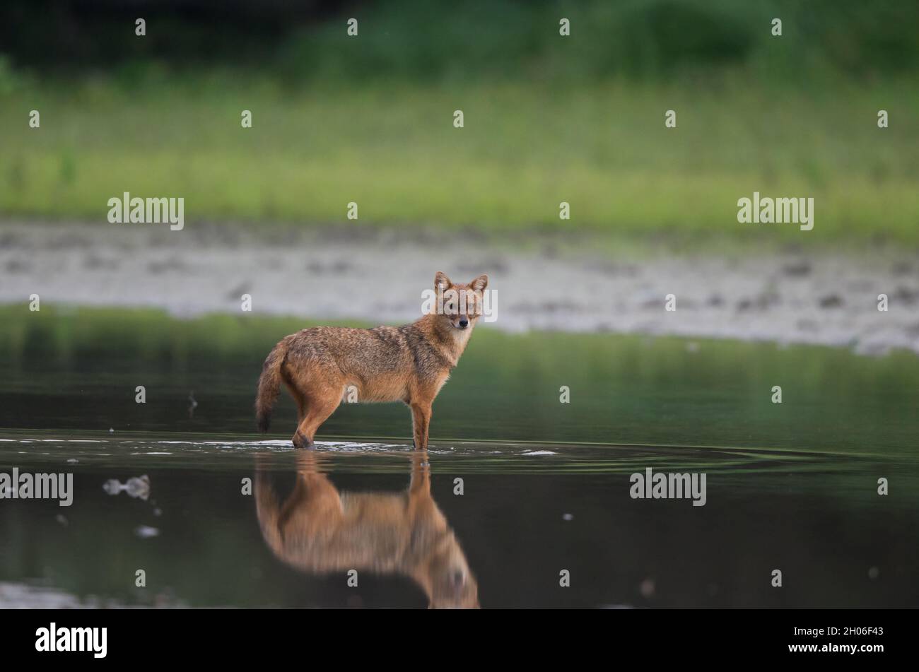 Golden jackal (canis aureus) standing in shallow water and looking at ...