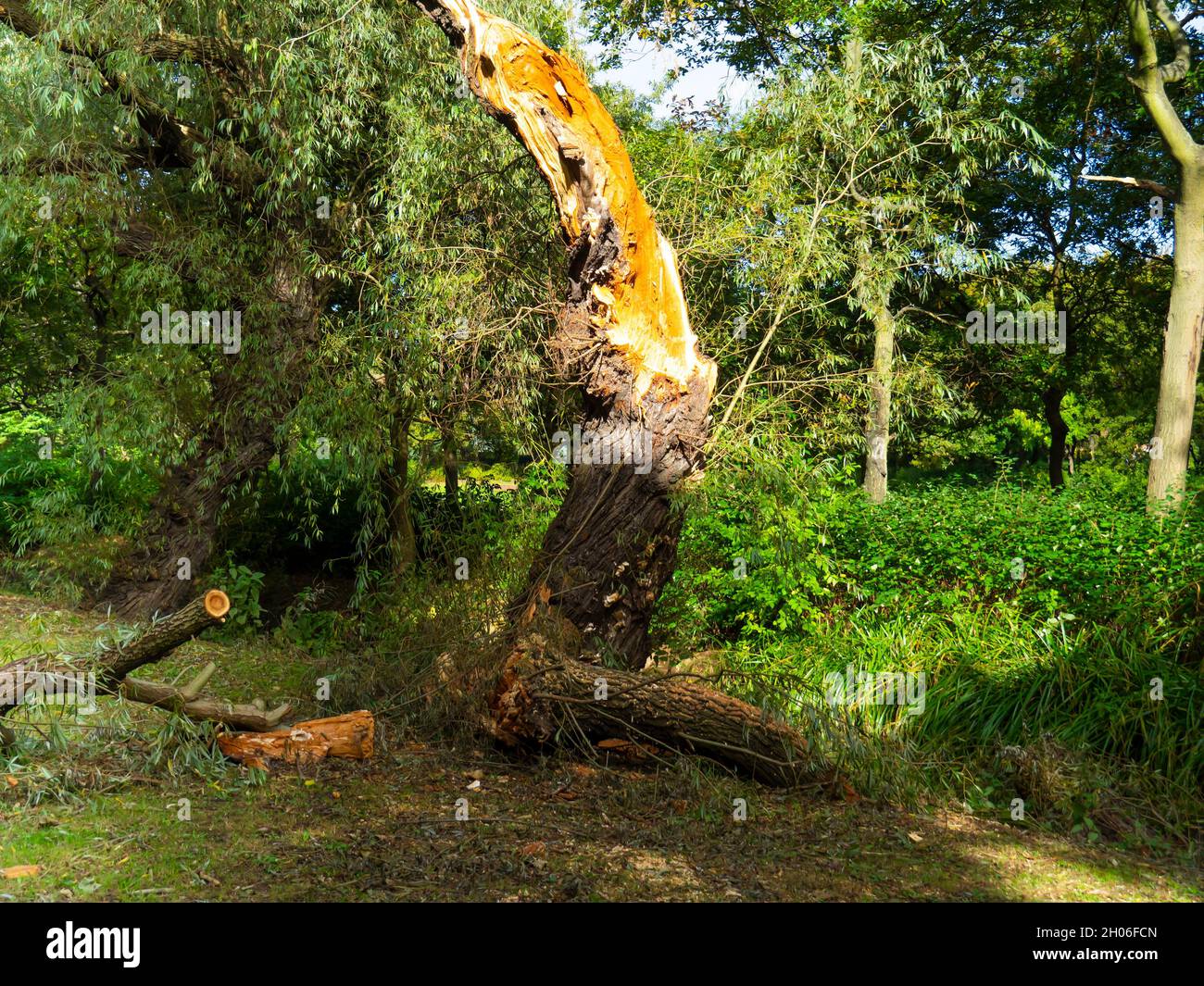 Mature willow tree hi-res stock photography and images - Alamy