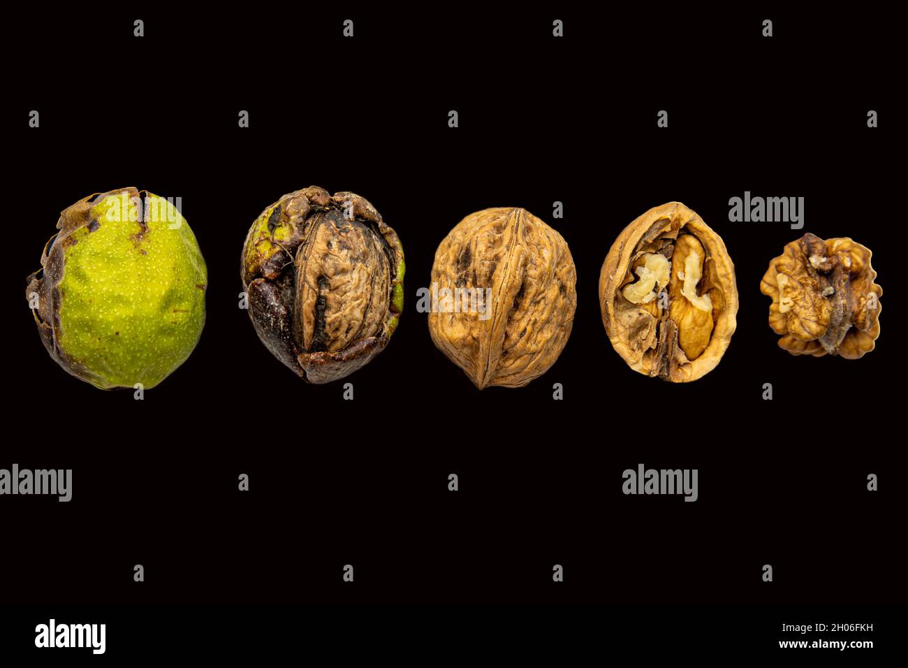 different stages of one nut on black isolated background, conceptual ...