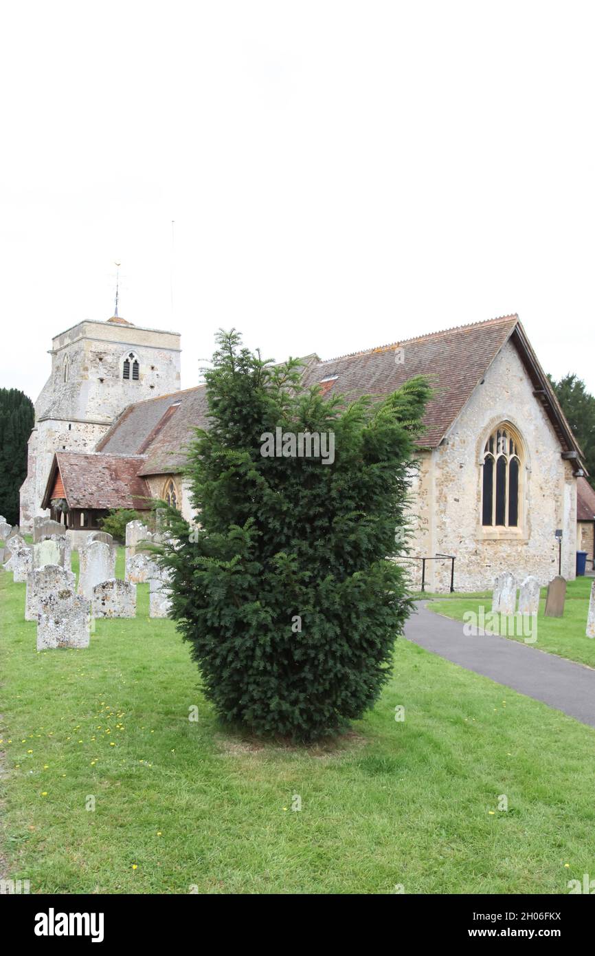Yew tree at The Church of St. Mary the Virgin, Frensham, West Surrey ...