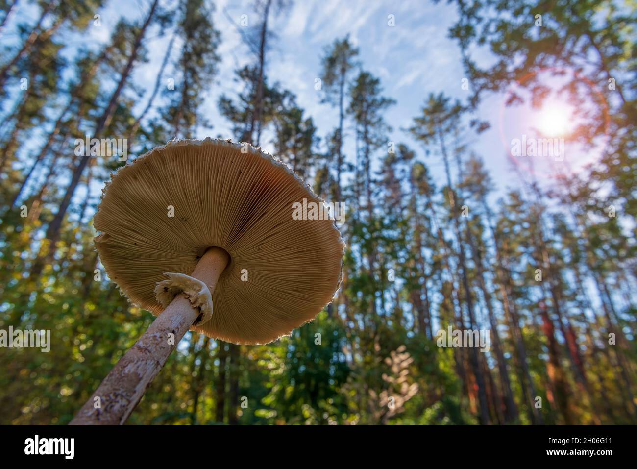 Big edible mushroom in the forest. Wide angle photo of mushroom from ...