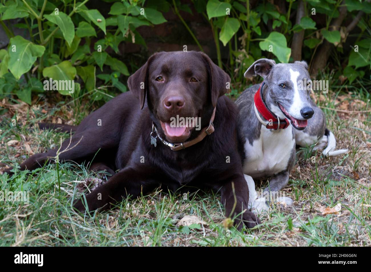 Black Whippet Lab Mix