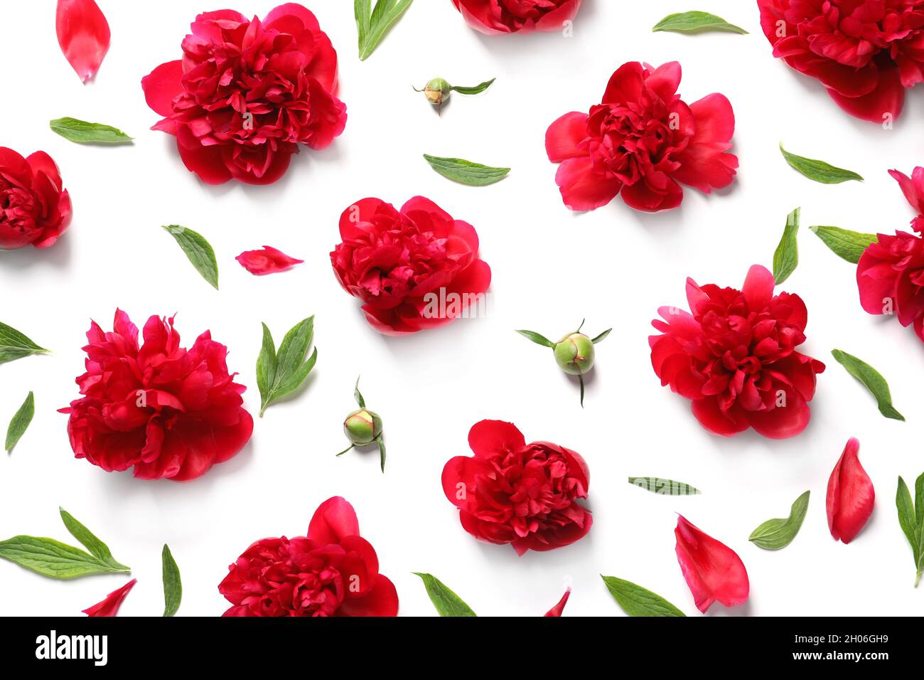 Flat lay composition with beautiful blooming peonies on white ...