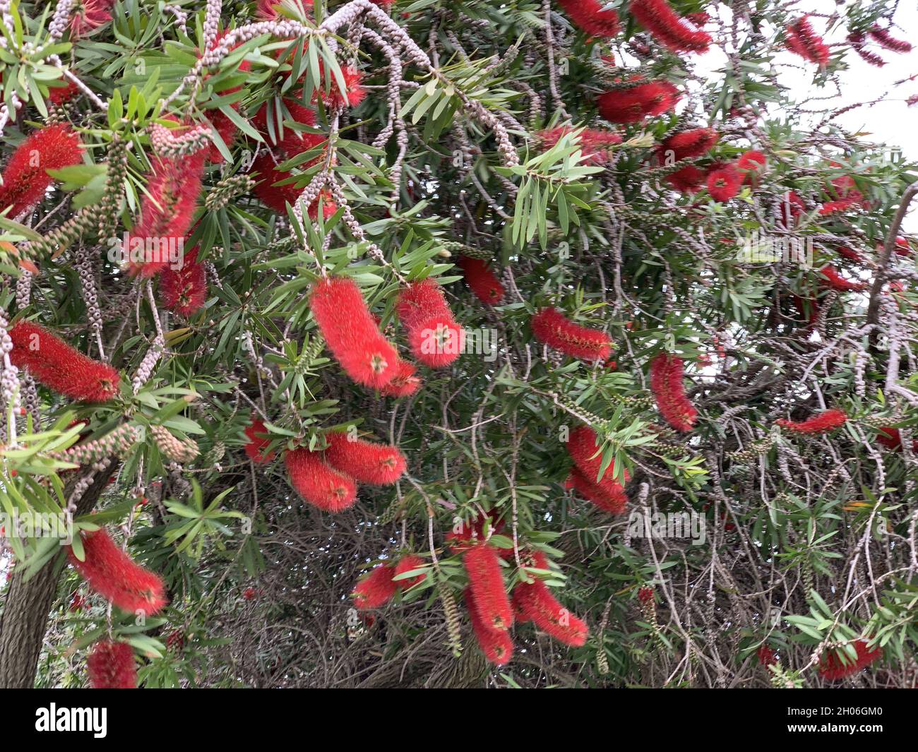 Bottlebrushes hi-res stock photography and images - Alamy