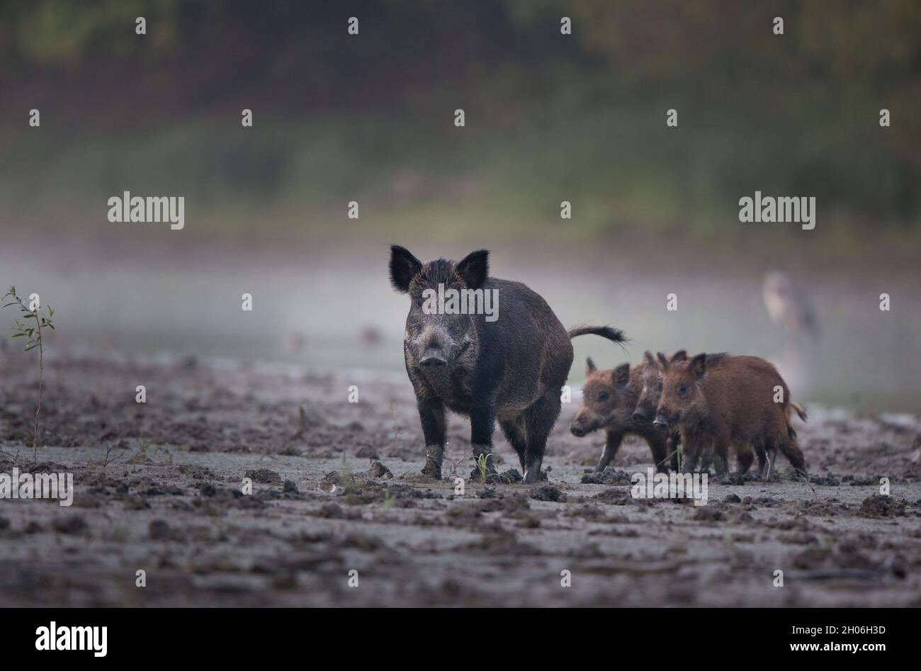 Wild boar female (sus scrofa ferus) walking on mud beside river with ...