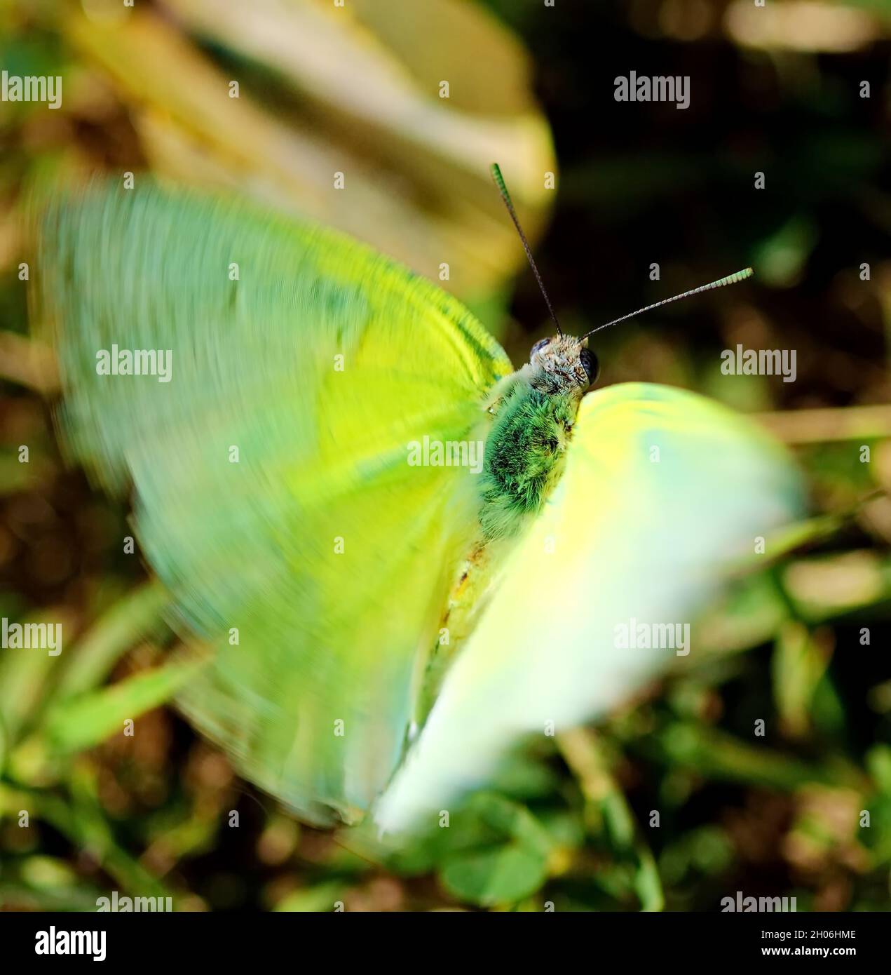 Papillons de maurice hi-res stock photography and images - Alamy