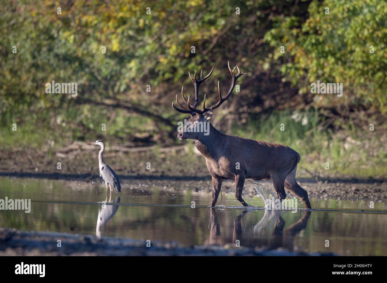 Red deer (Cervus elaphus) and grey heron (Ardea cinerea) standing in ...