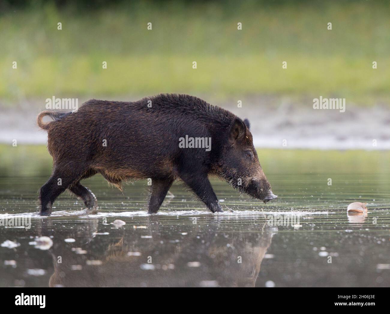 Wild boar (sus scrofa ferus) walking through shallow water in forest ...