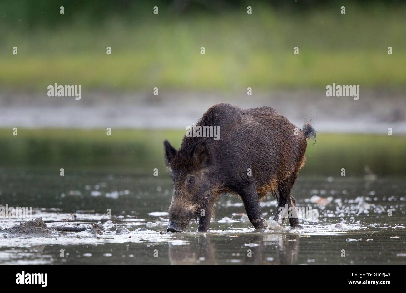 Wild boar (sus scrofa ferus) walking through shallow water in forest ...