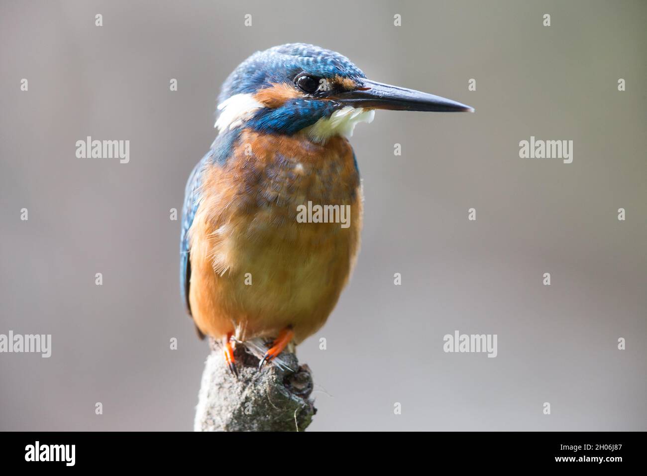 Common kingfisher bird standing on branch and hunting fish. Wildlife in ...