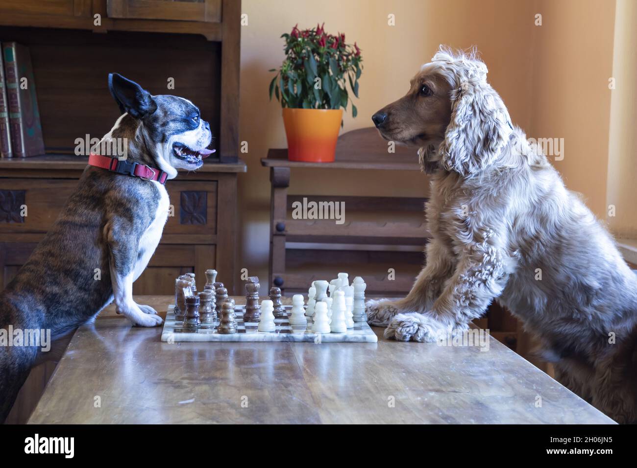 Playing chess in living room hi-res stock photography and images - Alamy