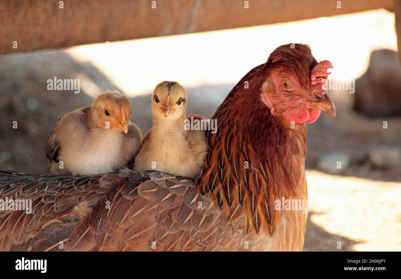 Closeup shot of chickens on their mother back in the shade at a market ...