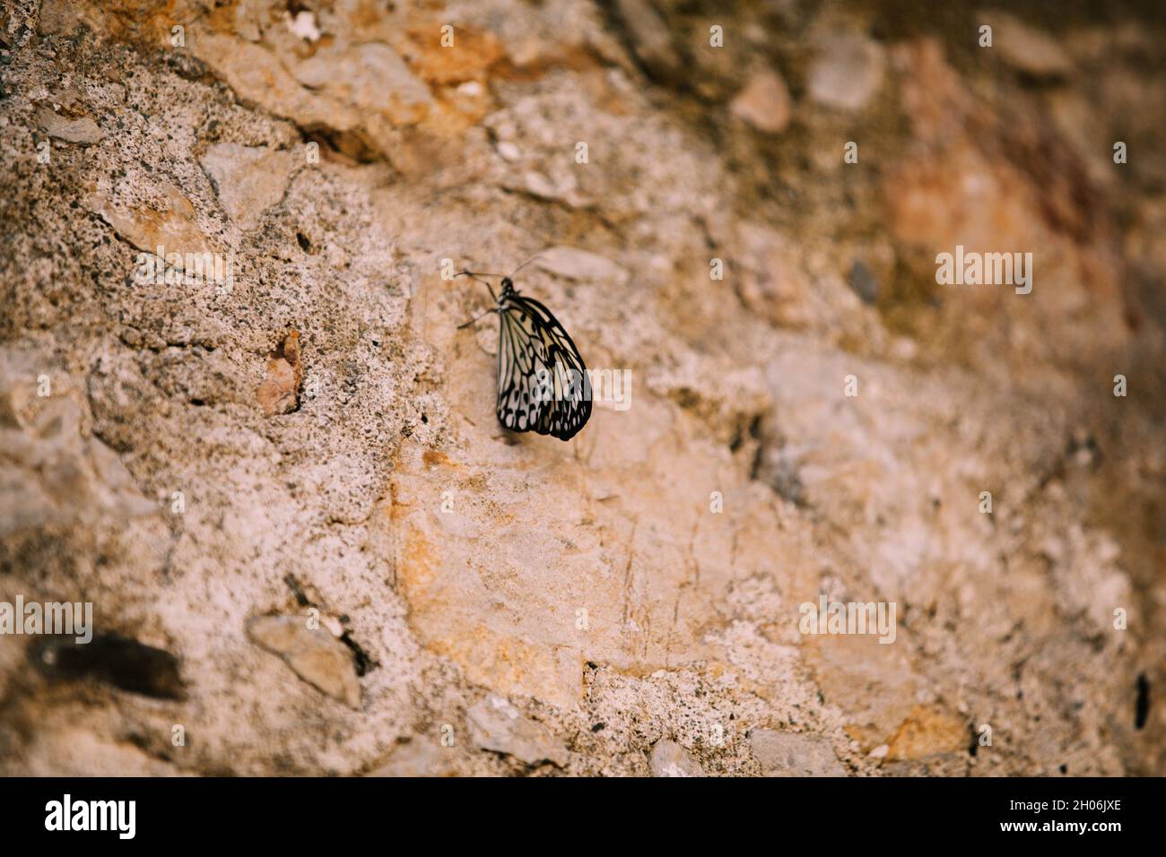 Catch butterfly hi-res stock photography and images - Alamy