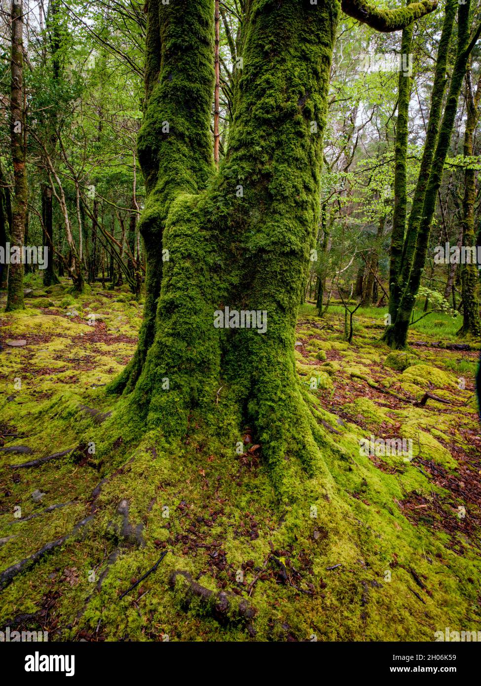 beside Torc Waterfall Killarney National Park, Woodland, kerry, Munster ...