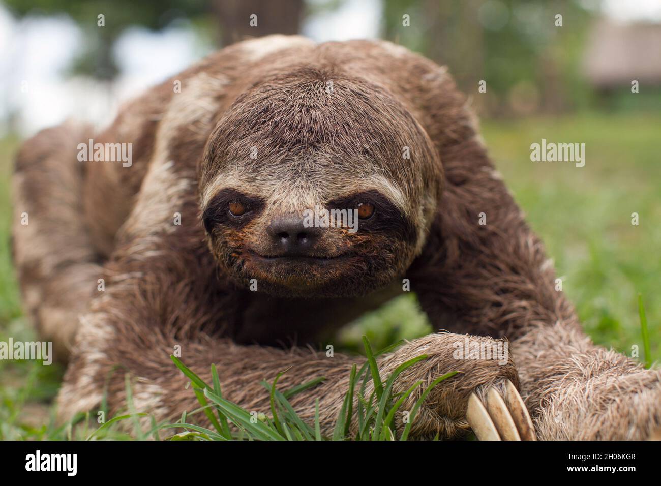 Amazonas rain forest hi-res stock photography and images - Alamy