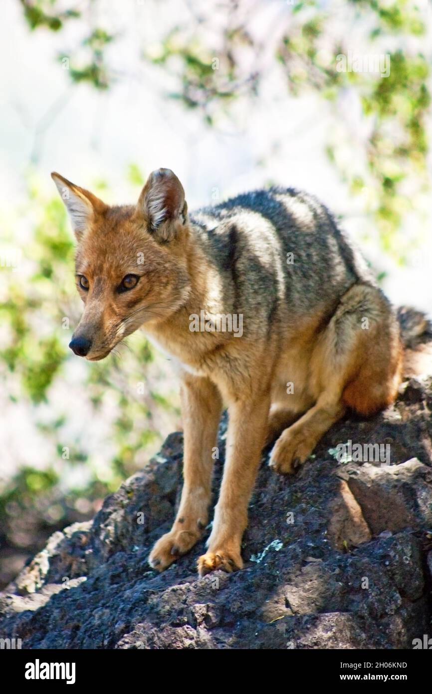 Andean fox in the wildrness Stock Photo - Alamy