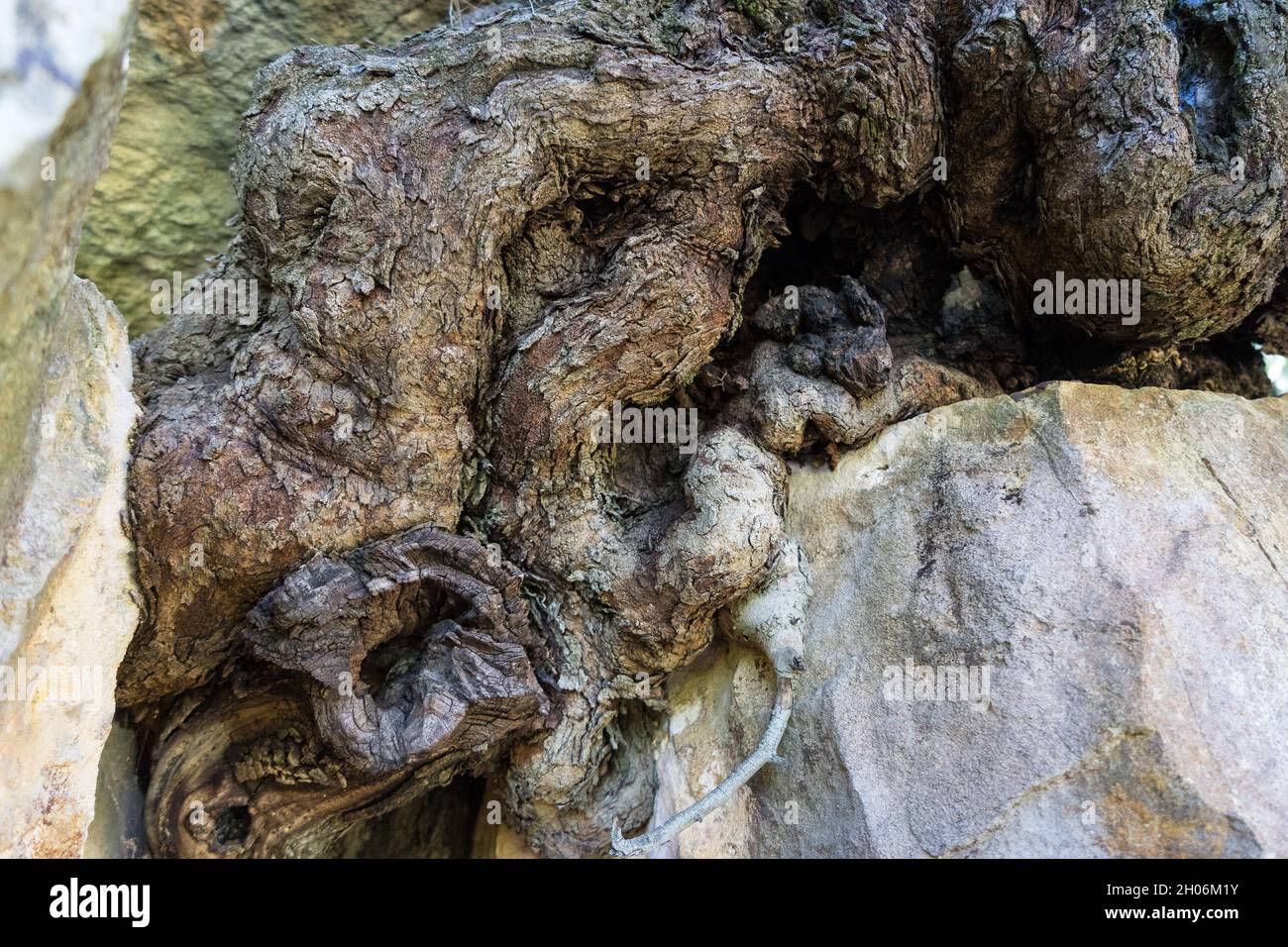 graceful root of an old tree and limestone rock unite concept for ...