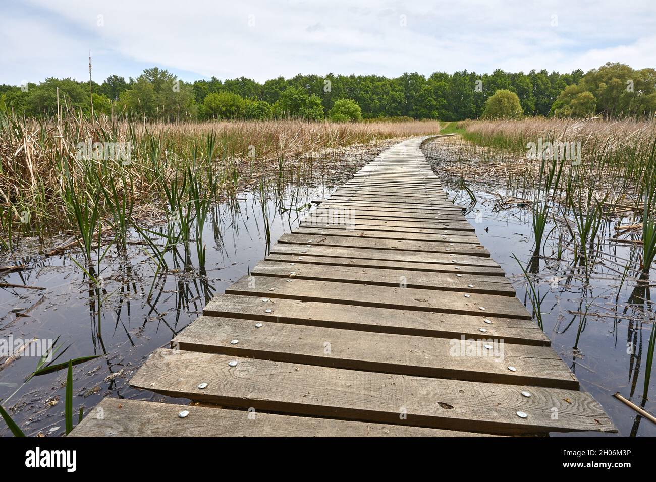 Swamp bog wetland boardwalk hi-res stock photography and images - Alamy