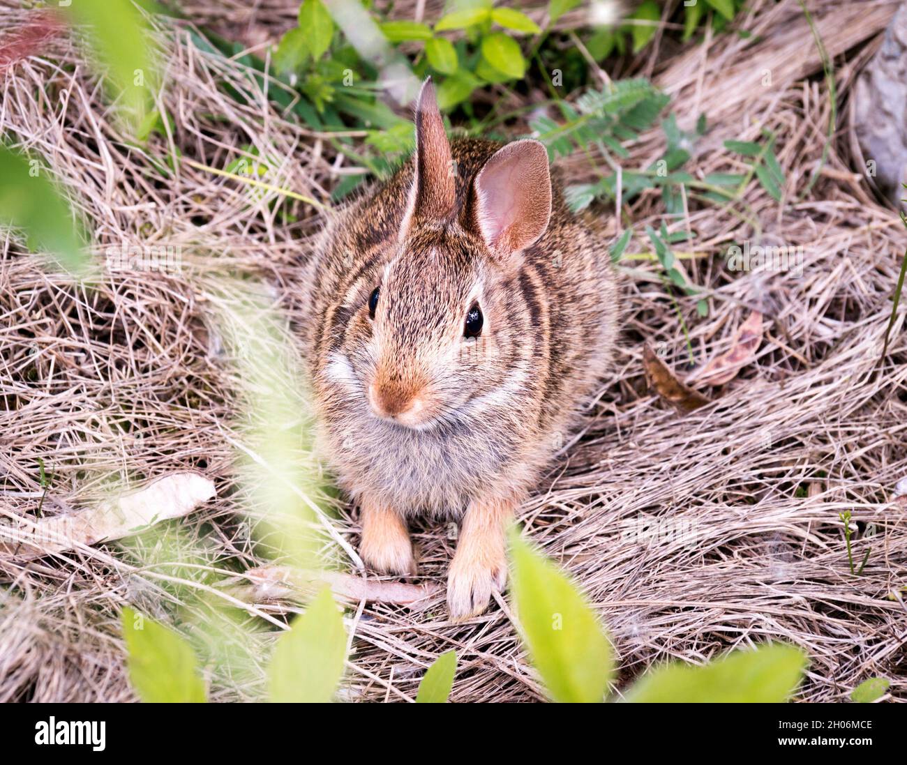 Little hare hi-res stock photography and images - Alamy