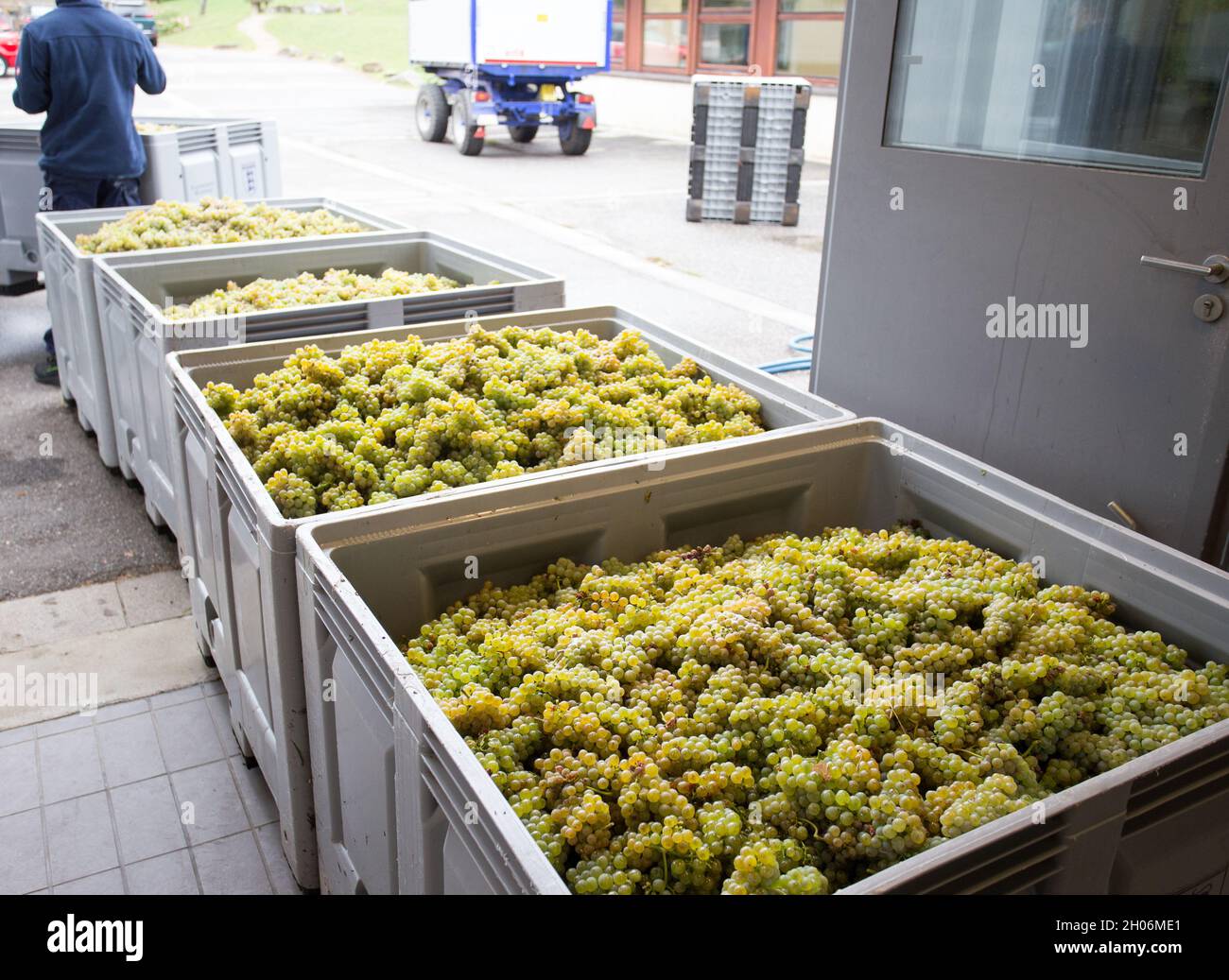 Plastic crates full of white grapes on viticulture farm Stock Photo - Alamy