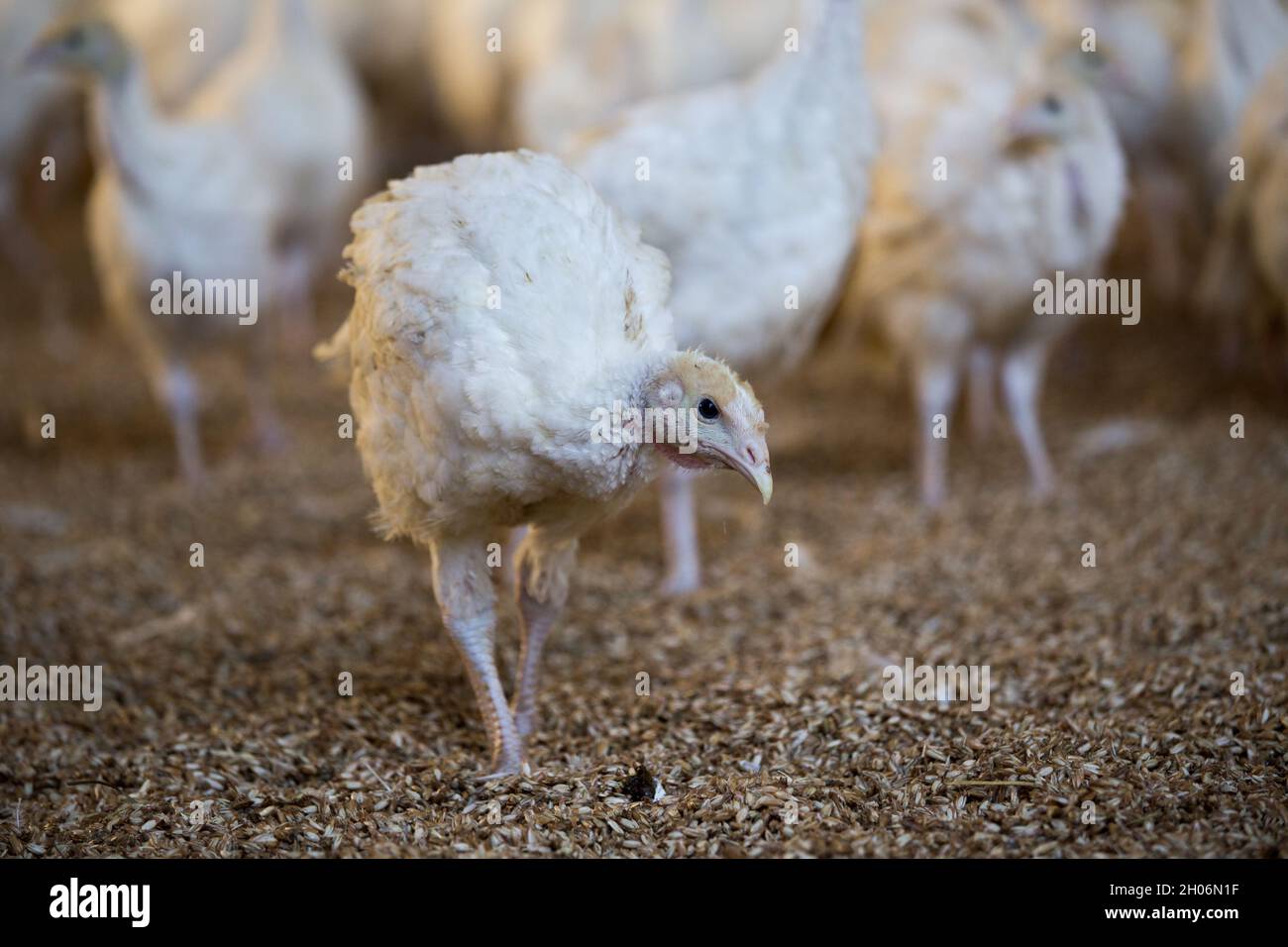 Portrait of white turkey in barn on poultry farm Stock Photo - Alamy