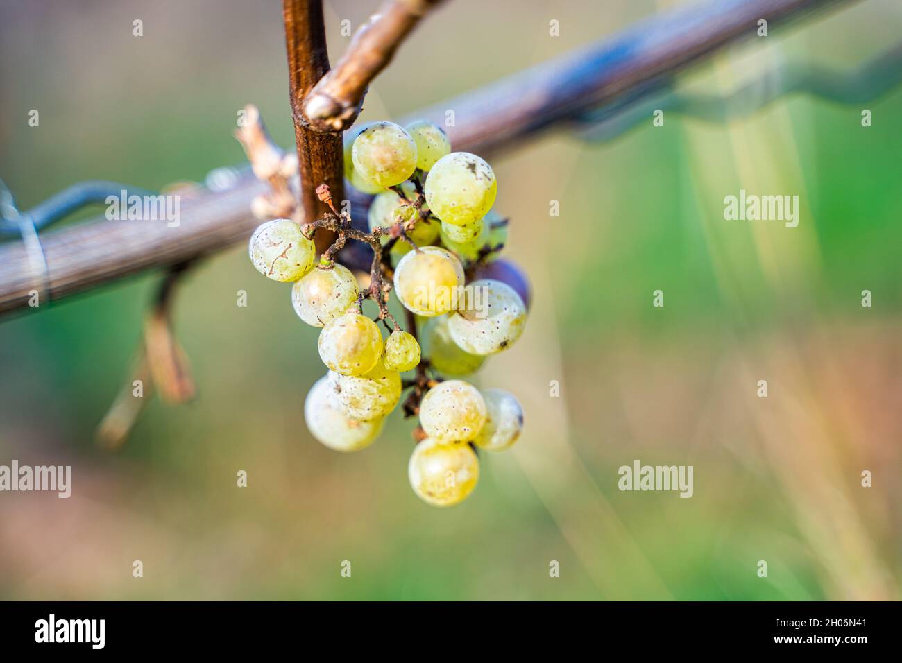 Green grape berry of white grapes on vine with blurred background on ...